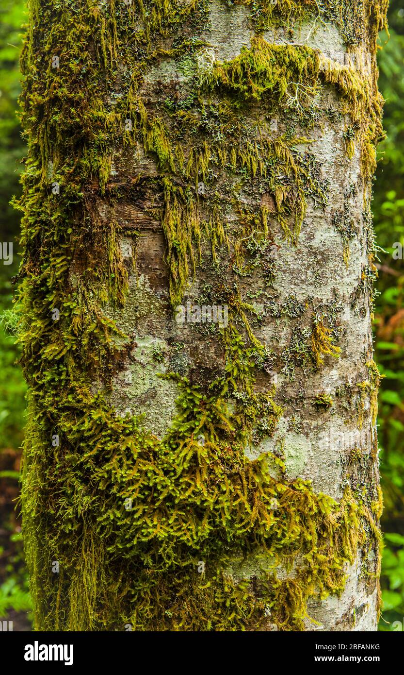 Baumrinde erle -Fotos und -Bildmaterial in hoher Auflösung – Alamy