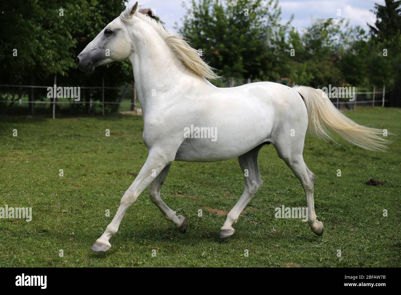 Pferd Mit Langer Mahne