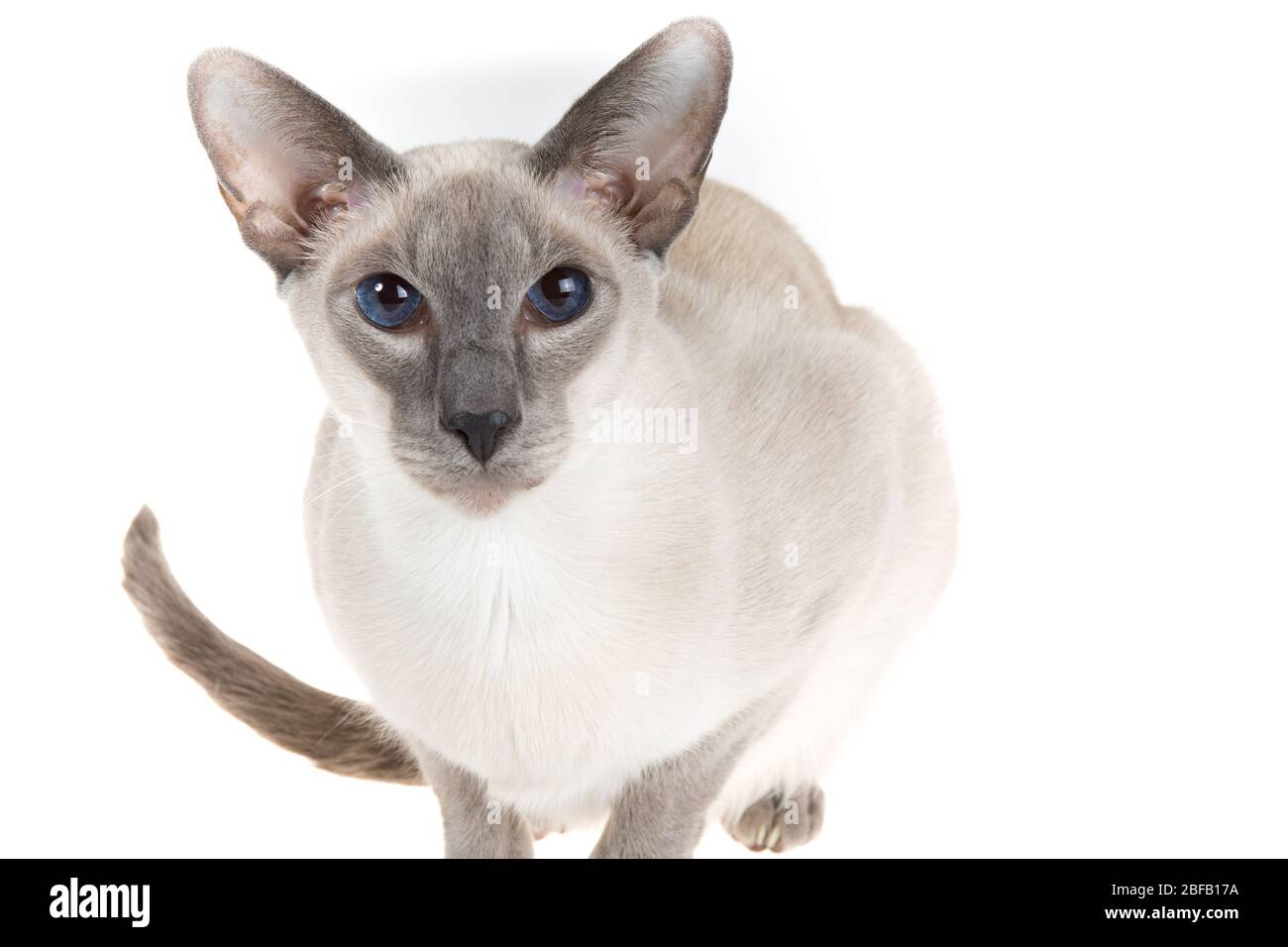Blue point siamese cat -Fotos und -Bildmaterial in hoher Auflösung – Alamy