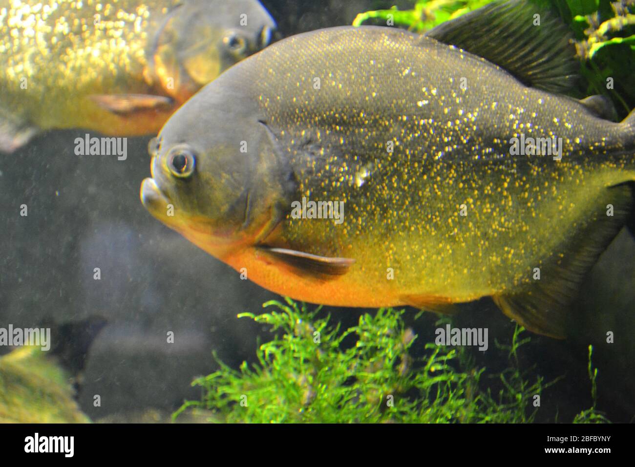 Piranha-Fisch - pygocentrus piraya Stockfotografie - Alamy