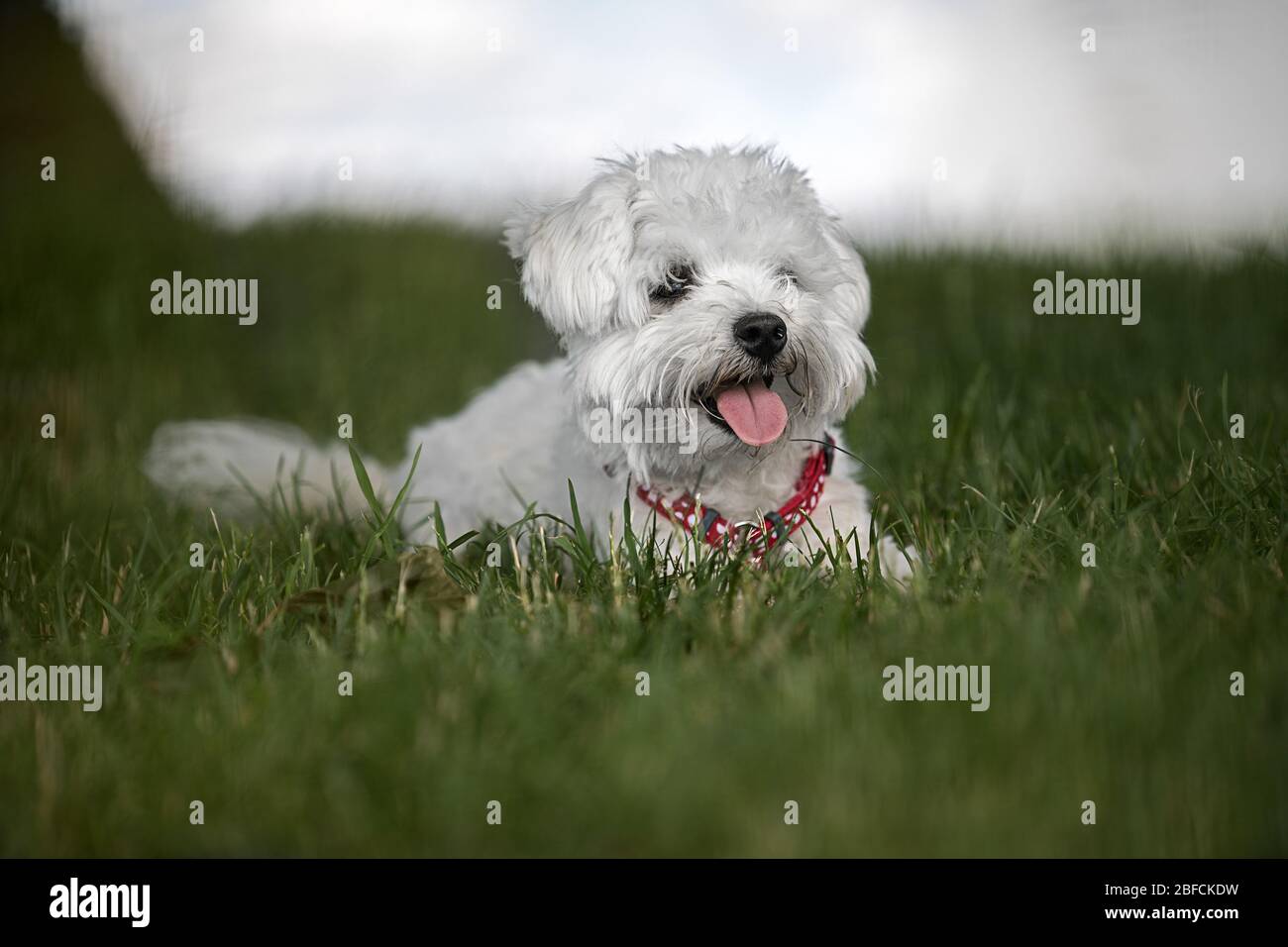 Mini malteser hund -Fotos und -Bildmaterial in hoher Auflösung – Alamy
