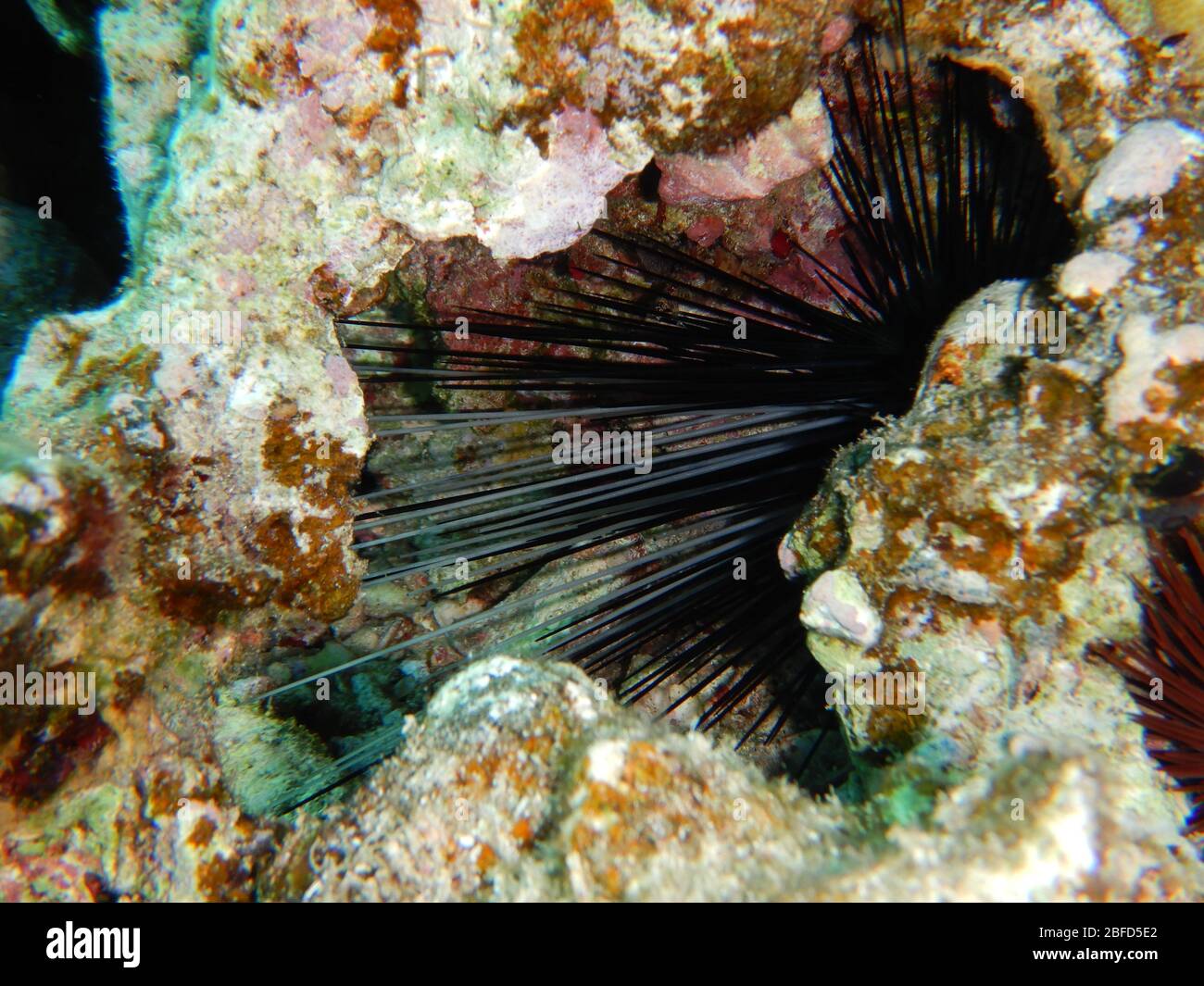 Stacheln stachel -Fotos und -Bildmaterial in hoher Auflösung – Alamy