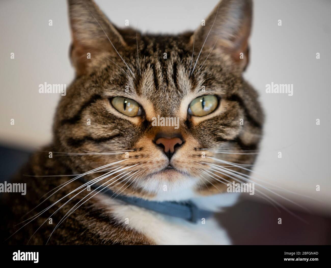 Schnurrhaare Der Katze Stockfotos und -bilder Kaufen - Alamy