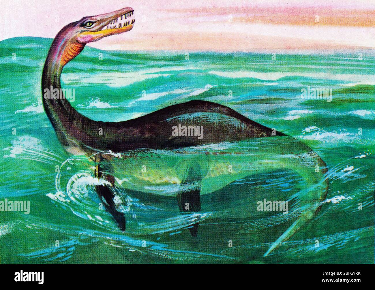 Fossil plesiosaur -Fotos und -Bildmaterial in hoher Auflösung – Alamy