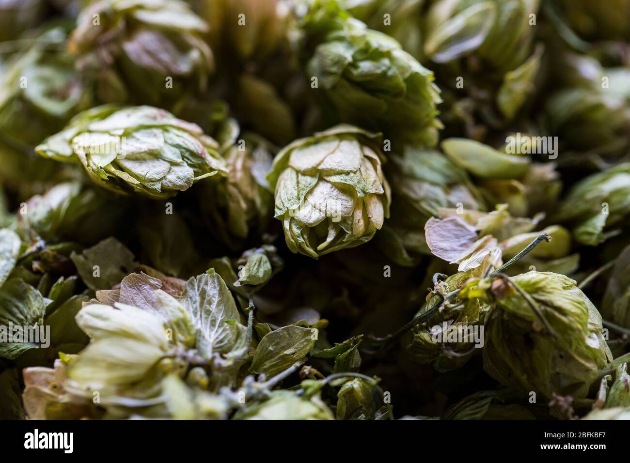Larkins brauerei -Fotos und -Bildmaterial in hoher Auflösung – Alamy
