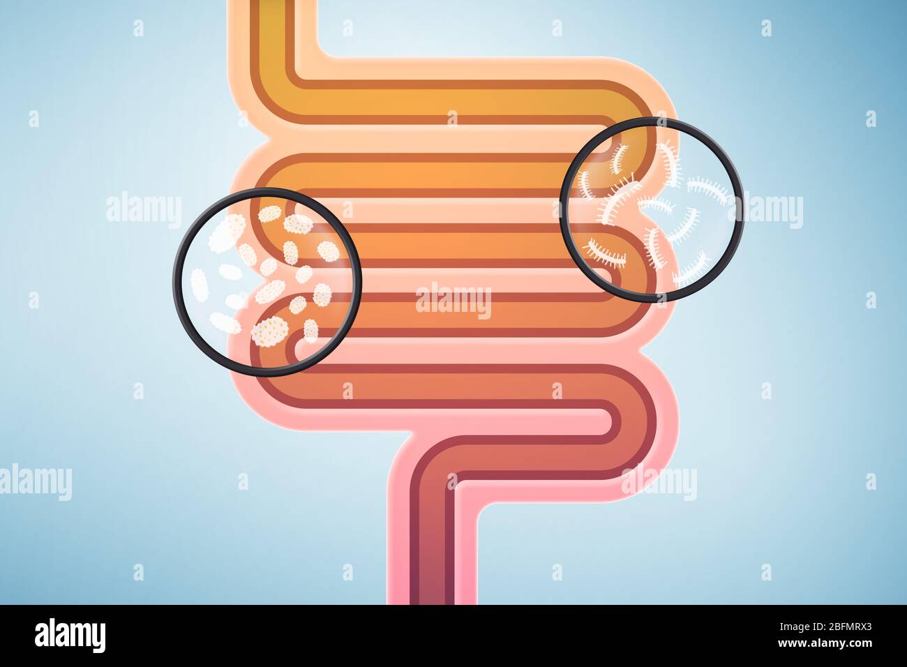 Diagramm Des Menschlichen Dickdarms Stockfotos und -bilder Kaufen - Alamy