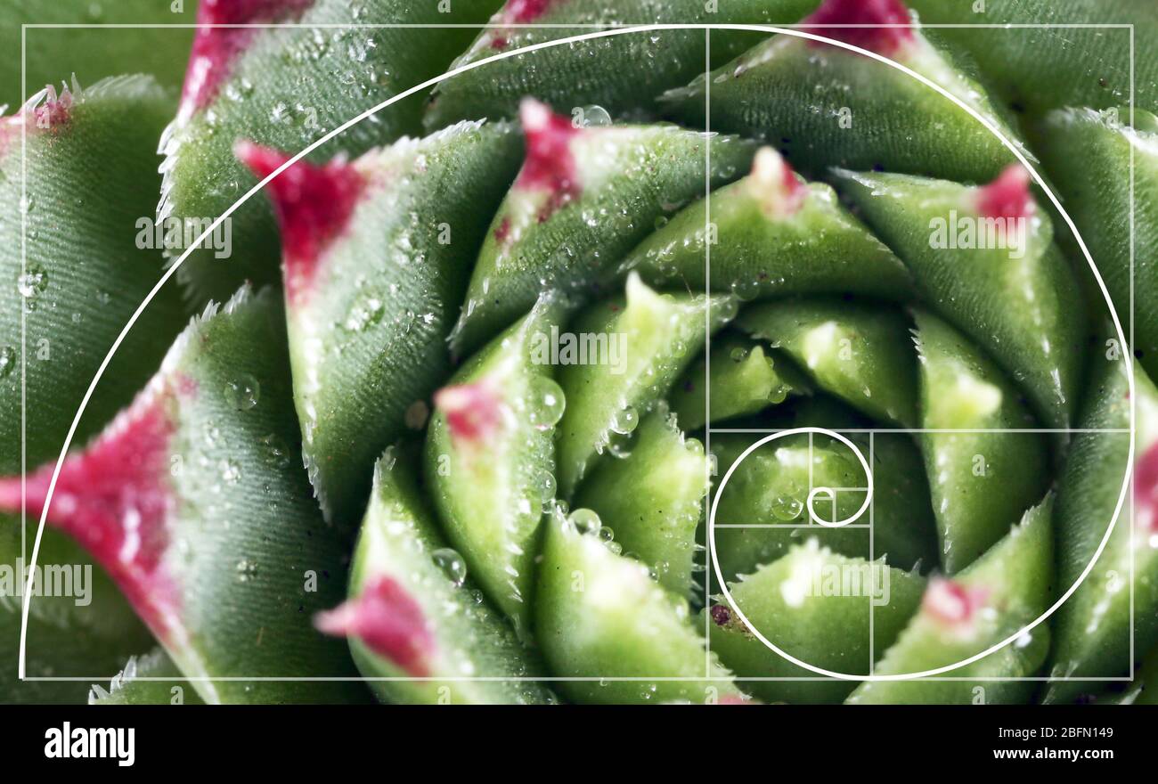 Fibonacci Spirale In Der Natur Stockfotos und -bilder Kaufen - Alamy