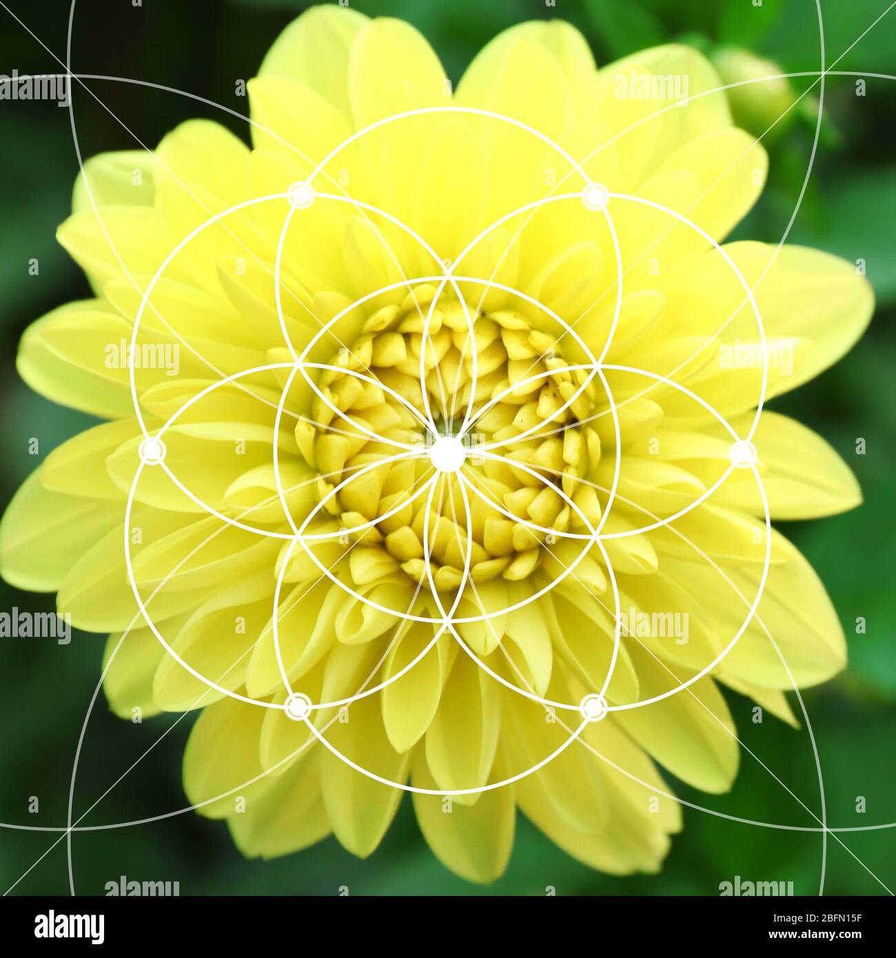 Fibonacci spirale in der natur -Fotos und -Bildmaterial in hoher ...