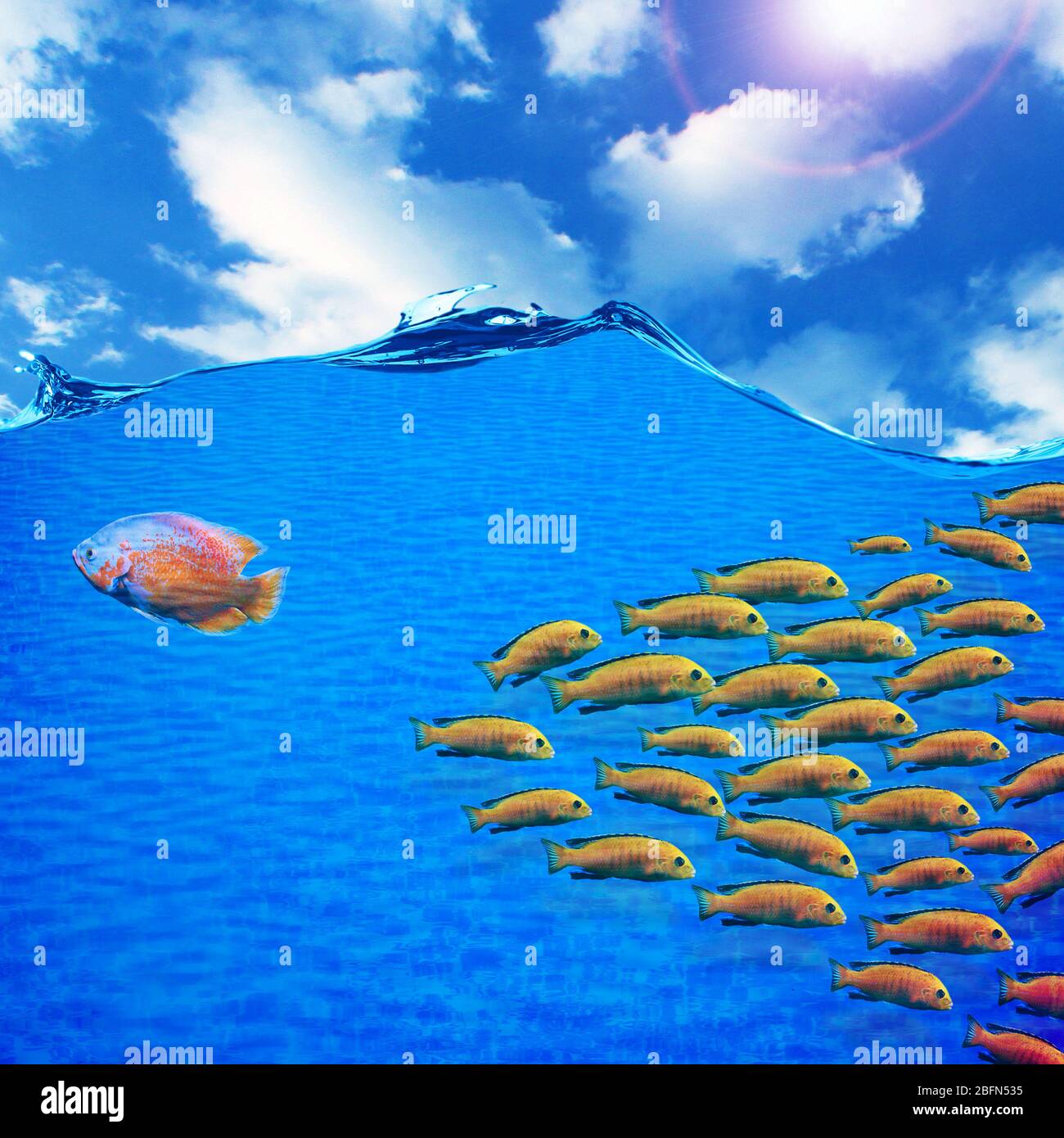 Swim against the stream -Fotos und -Bildmaterial in hoher Auflösung – Alamy