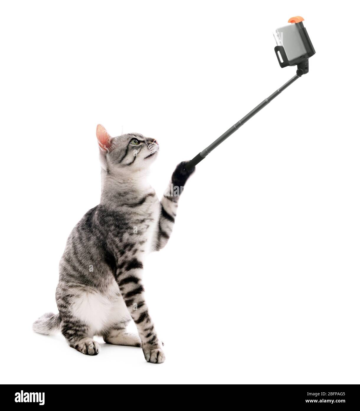 Katze selfie -Fotos und -Bildmaterial in hoher Auflösung – Alamy