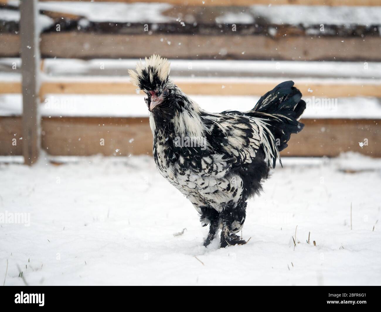 Eine ungewöhnliche seltene Rasse von Huhn Pavlovskaya Silber ...