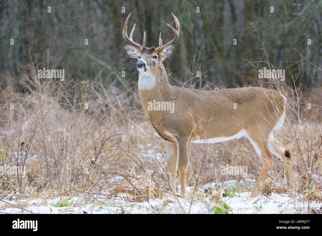 Weißschwanz-Hirsch, Buck (Odocoileus virginianus), Ost-Nordamerika, von ...