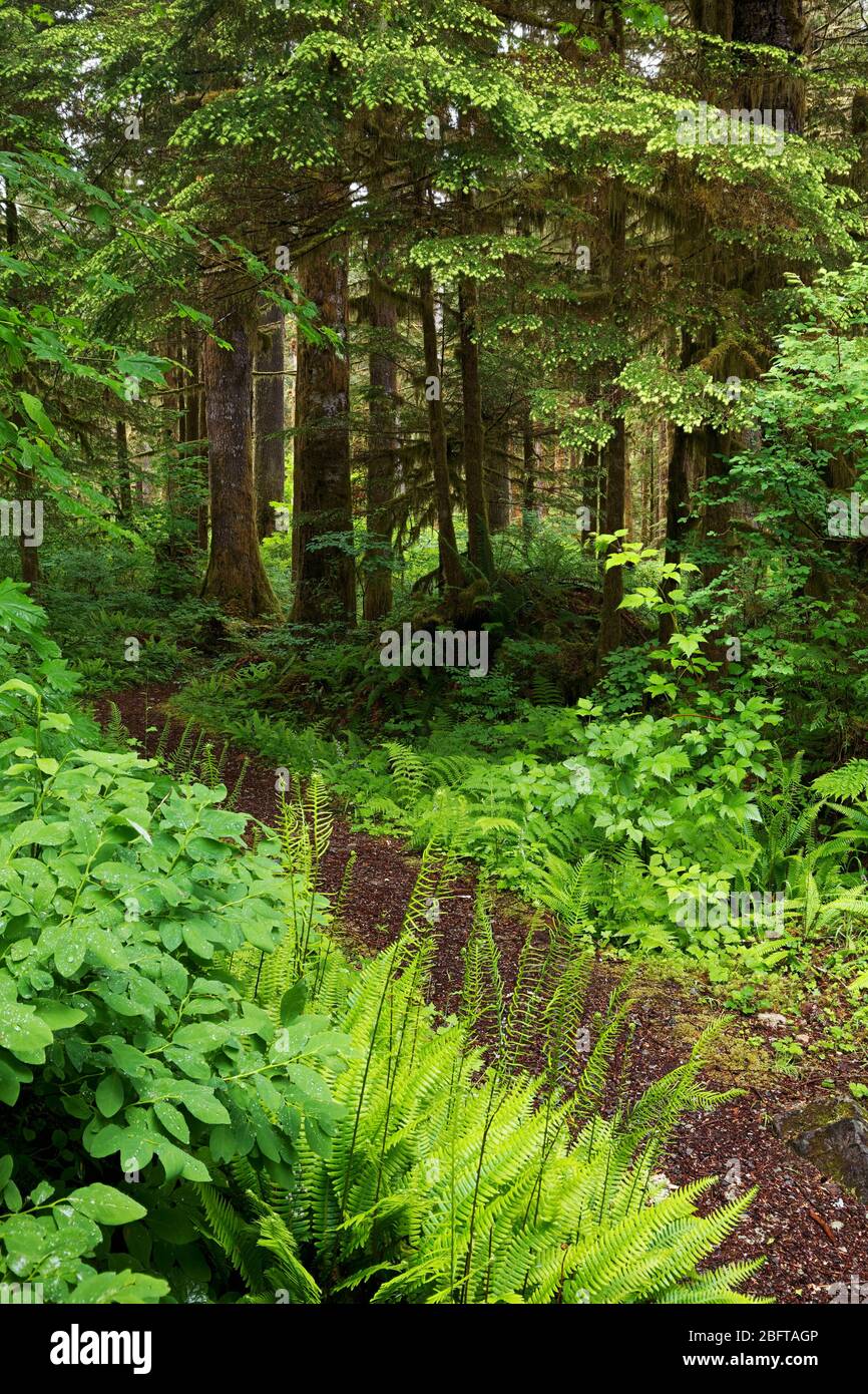 Baker River Trail durch alten Wald, North Cascades National Park ...