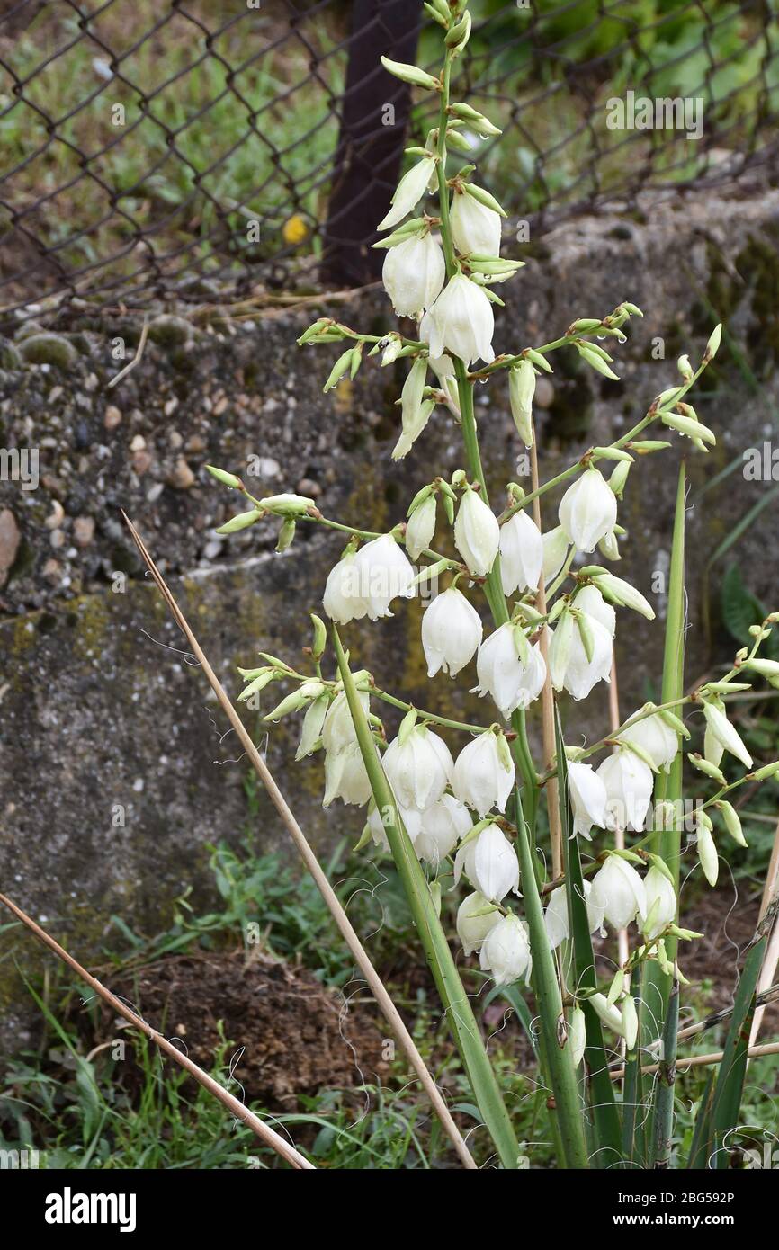 Kleine glocken -Fotos und -Bildmaterial in hoher Auflösung – Alamy