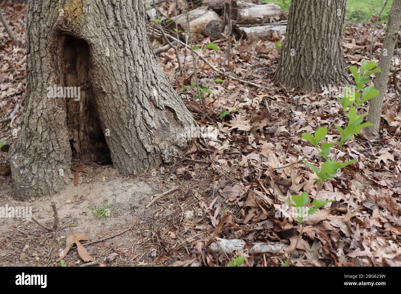 Eine mulde in der erde -Fotos und -Bildmaterial in hoher Auflösung – Alamy