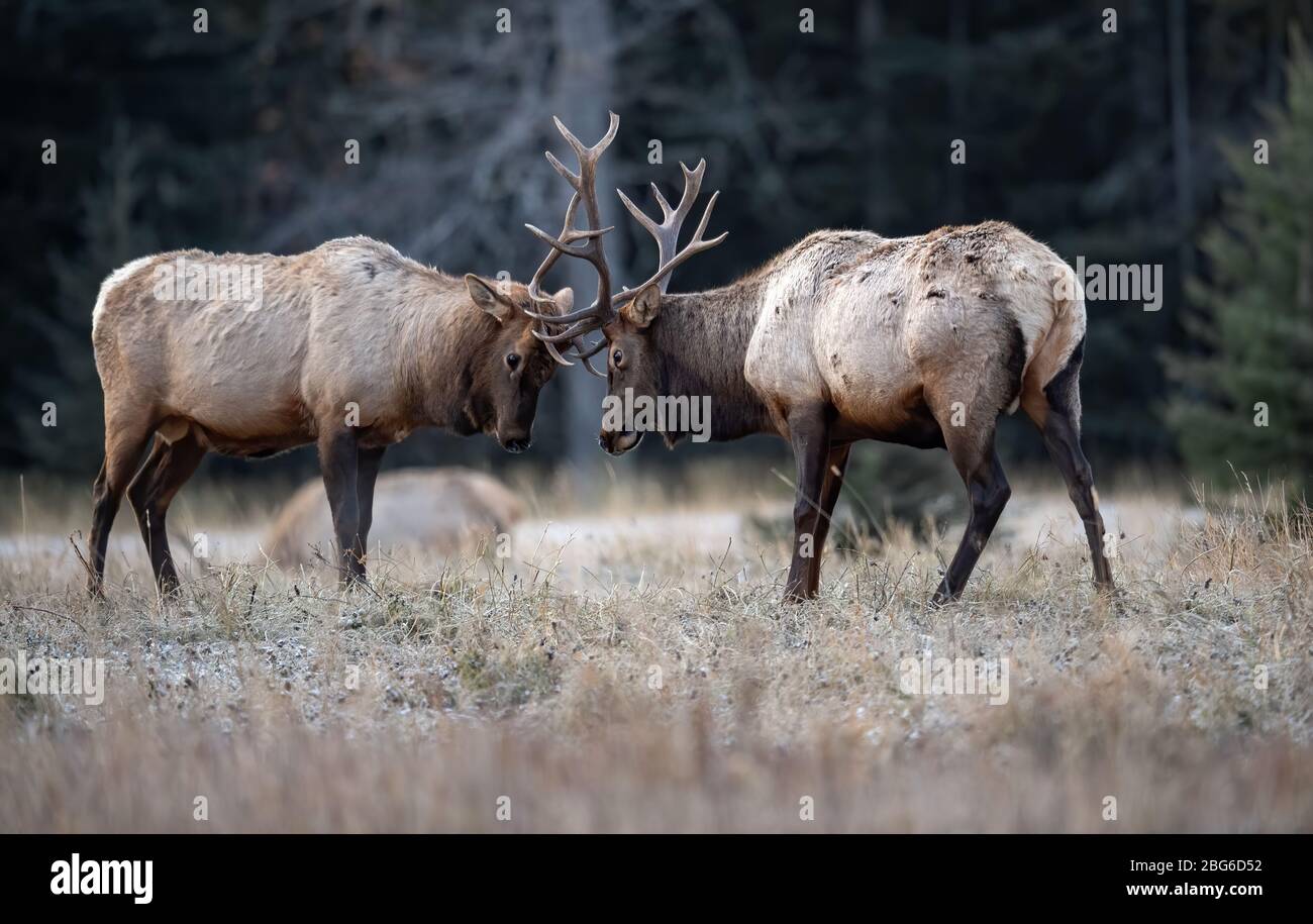 Elch im Banff National Park Kanada Stockfotografie - Alamy