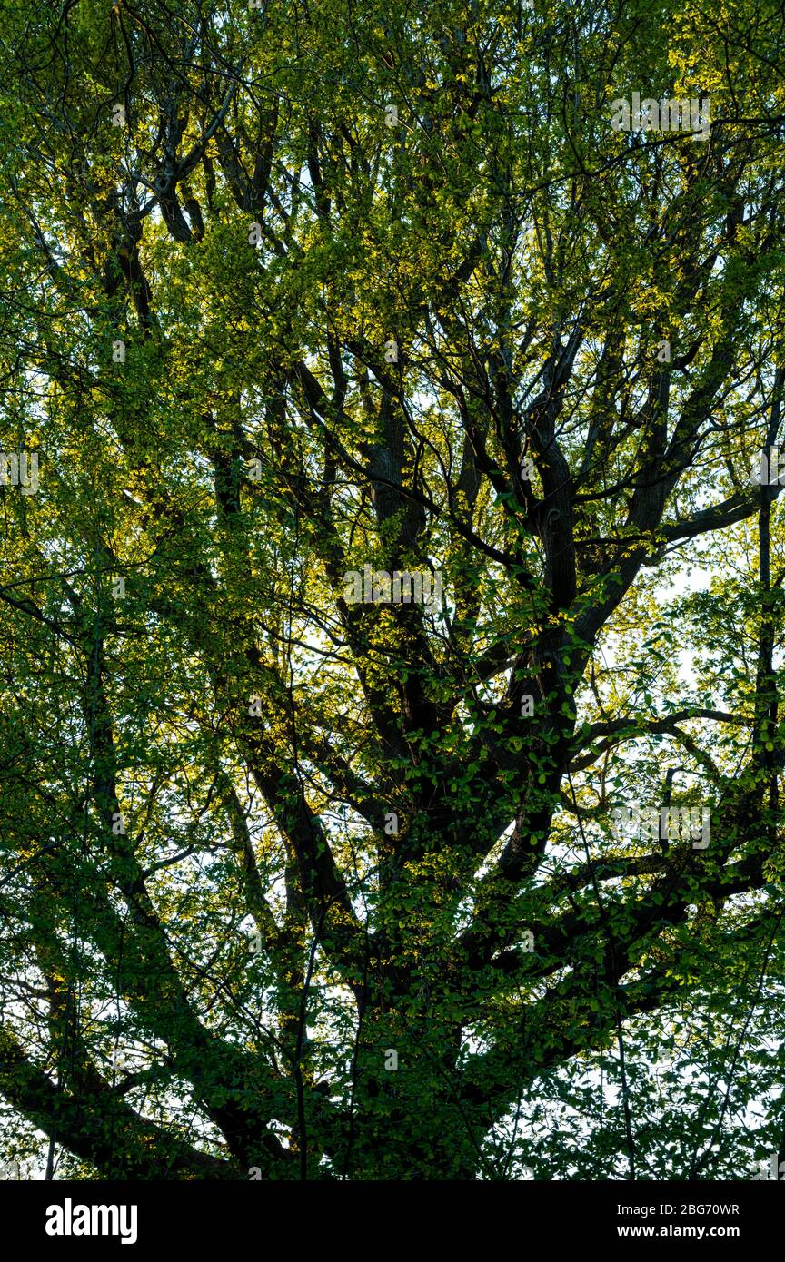 Scrase oak -Fotos und -Bildmaterial in hoher Auflösung – Alamy