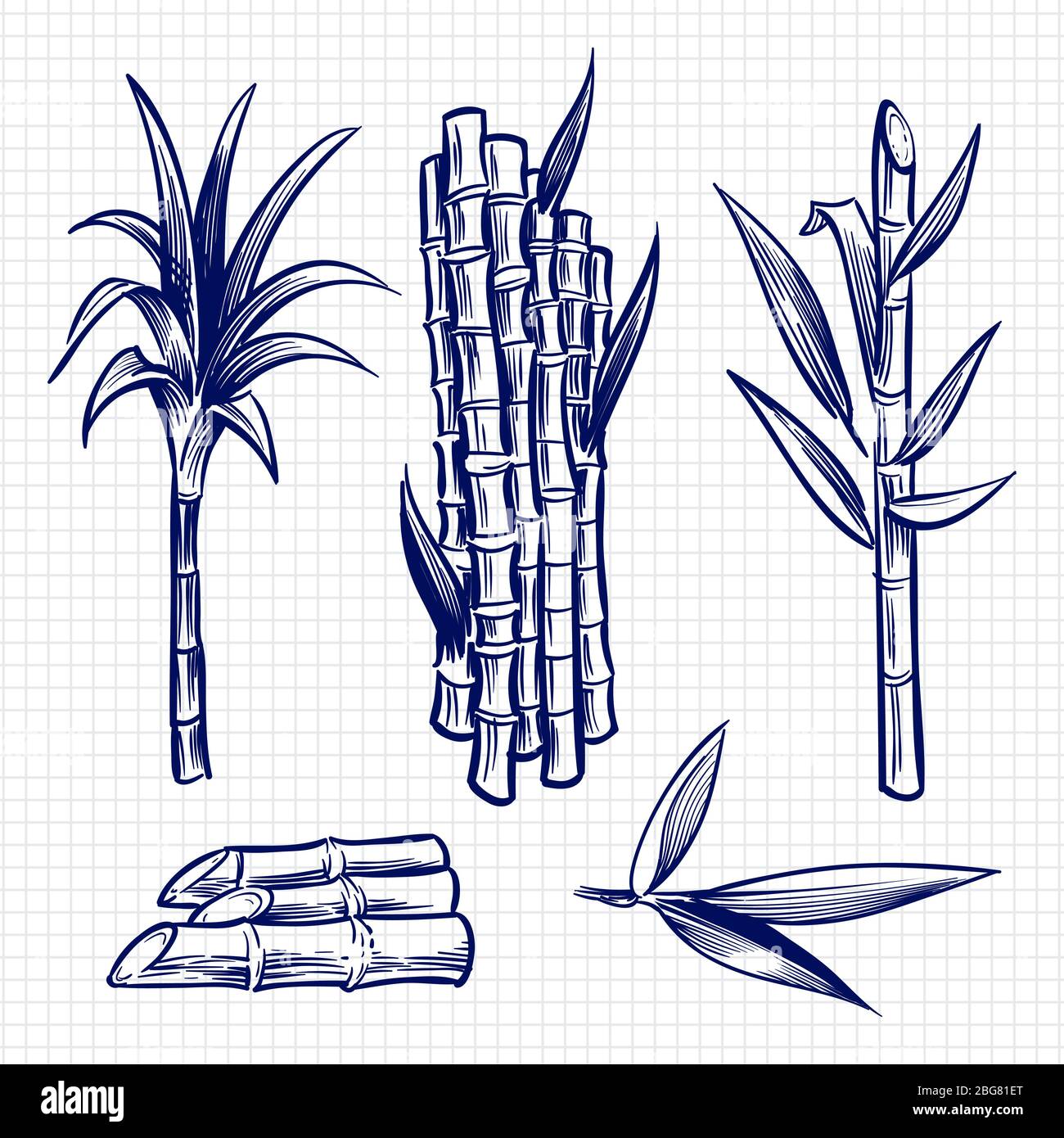 Handgezeichnetes Zuckerrohr Set Vektor-Illustration. Rohrpflanze ...