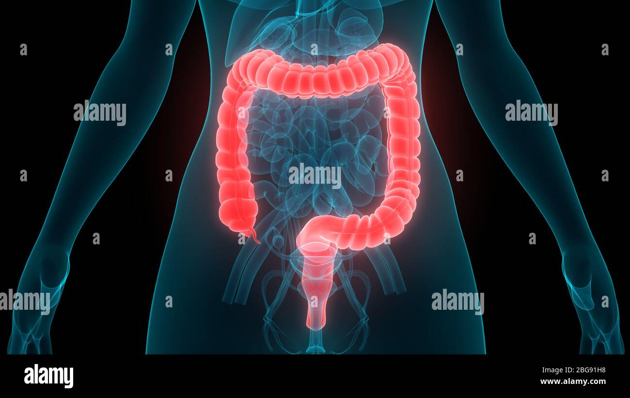 Menschliche Verdauungssystem Dickdarm Anatomie Stockfotografie - Alamy
