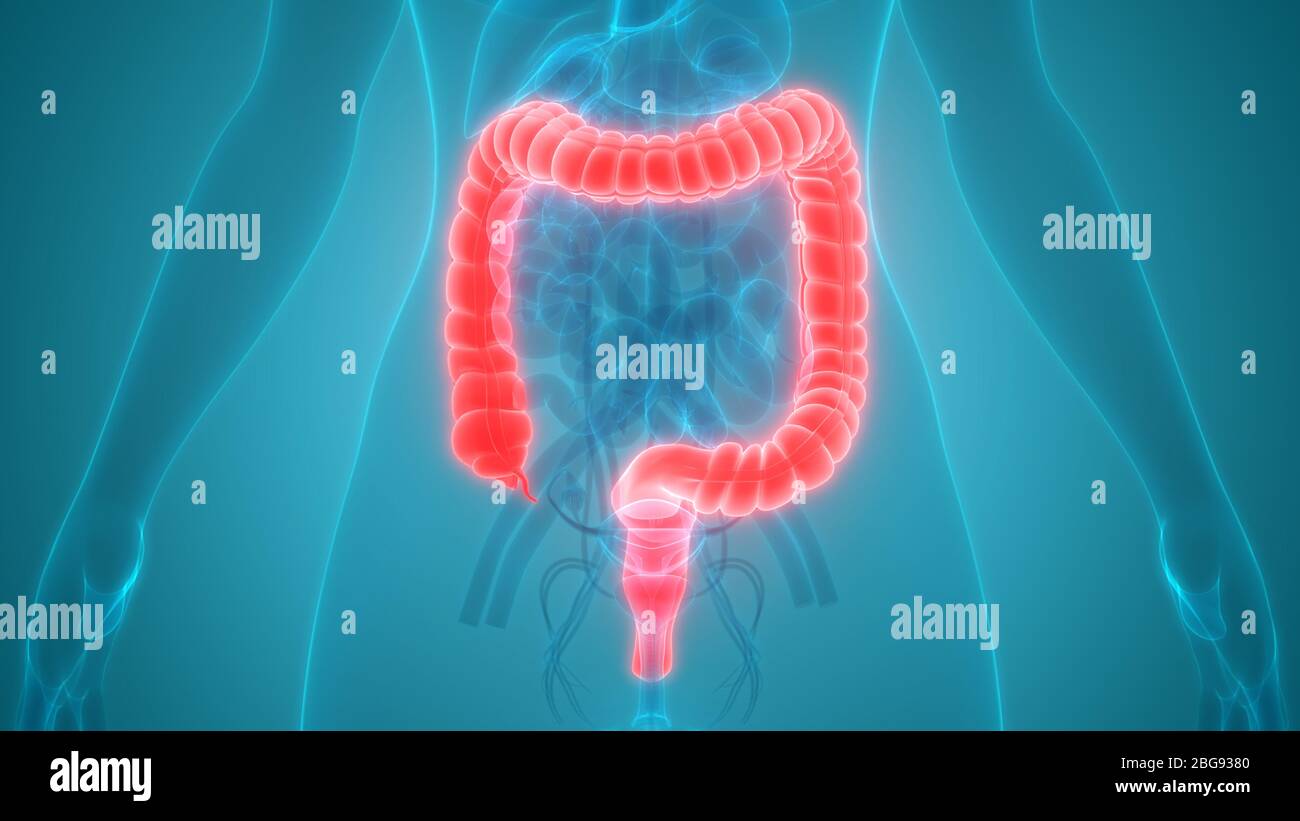 Menschliche Verdauungssystem Dickdarm Anatomie Stockfotografie - Alamy