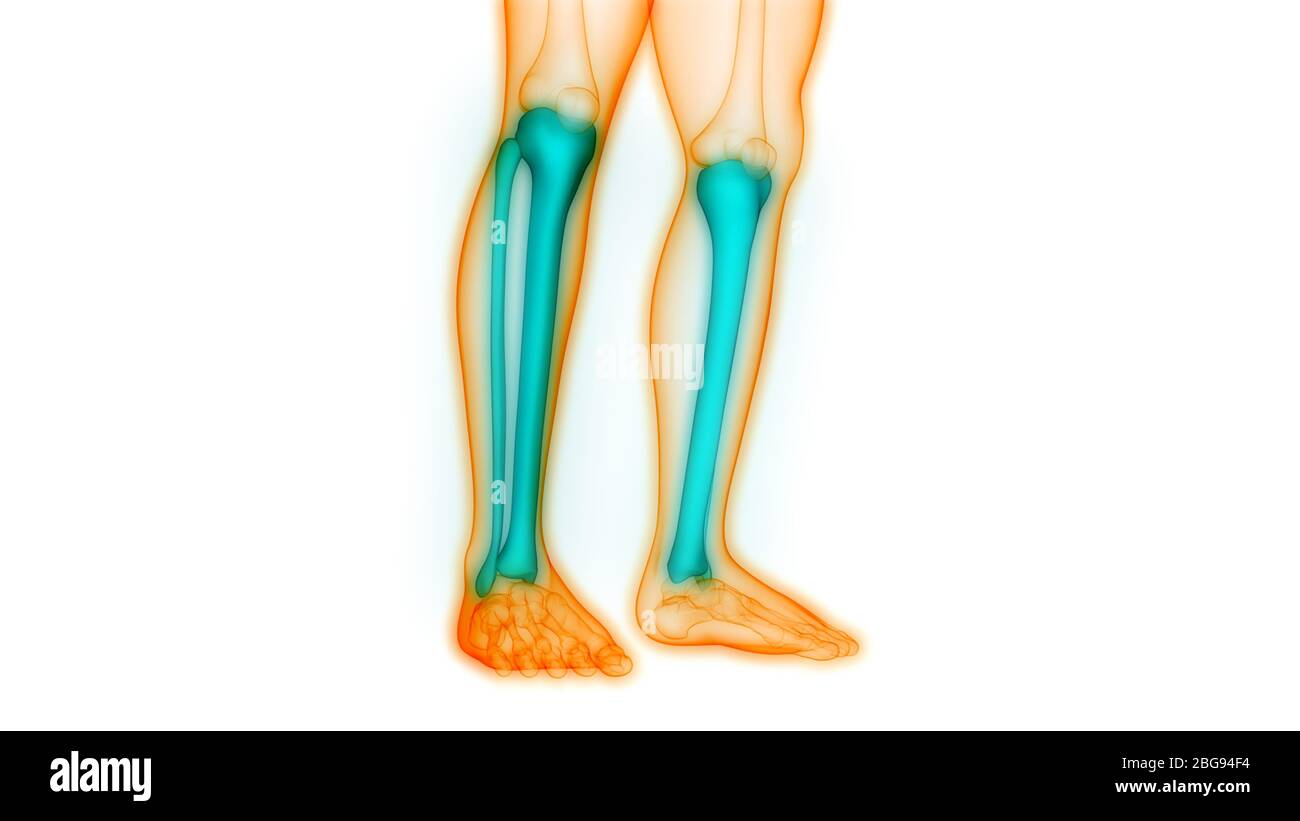 Anatomie der Knochen von Knochen an der Tibia und der Fibula ...