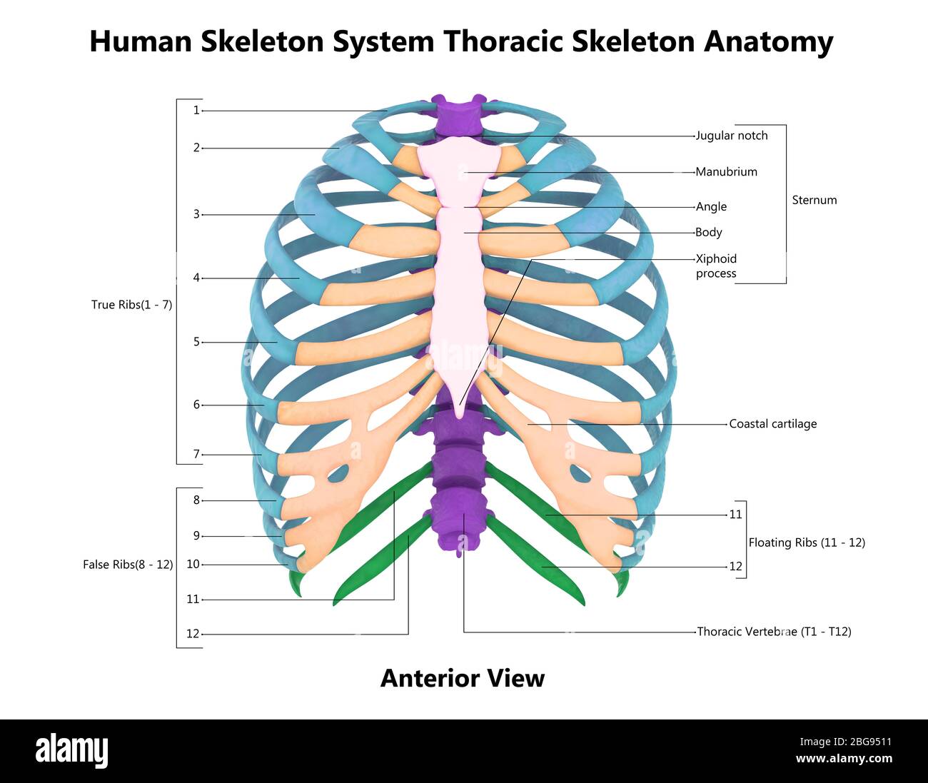 Menschliches Skelettsystem Thorax Skelett mit detaillierten Etiketten ...