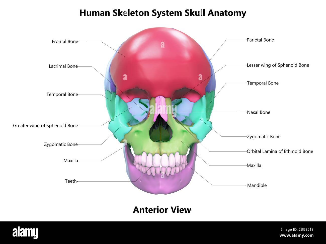 Schädel Und Knochen