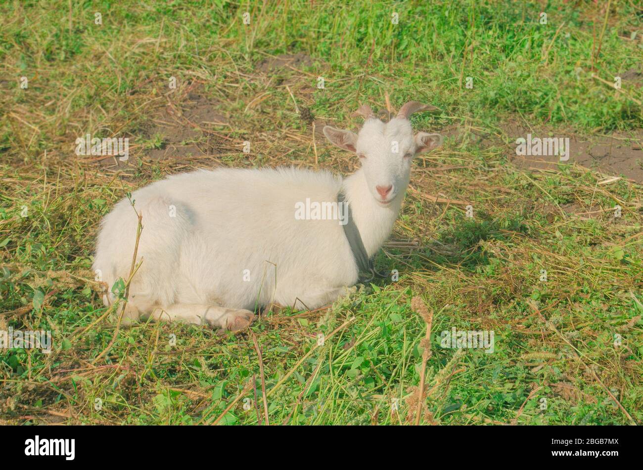 Ziegen auf einer wiese -Fotos und -Bildmaterial in hoher Auflösung – Alamy
