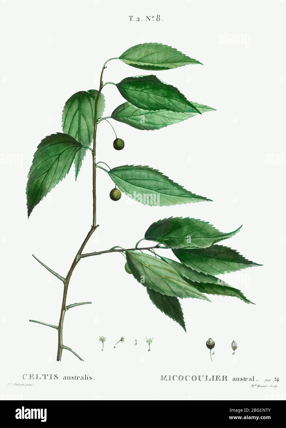 Botanische Zeichnung Von Brennnessel Stockfotos und -bilder Kaufen - Alamy