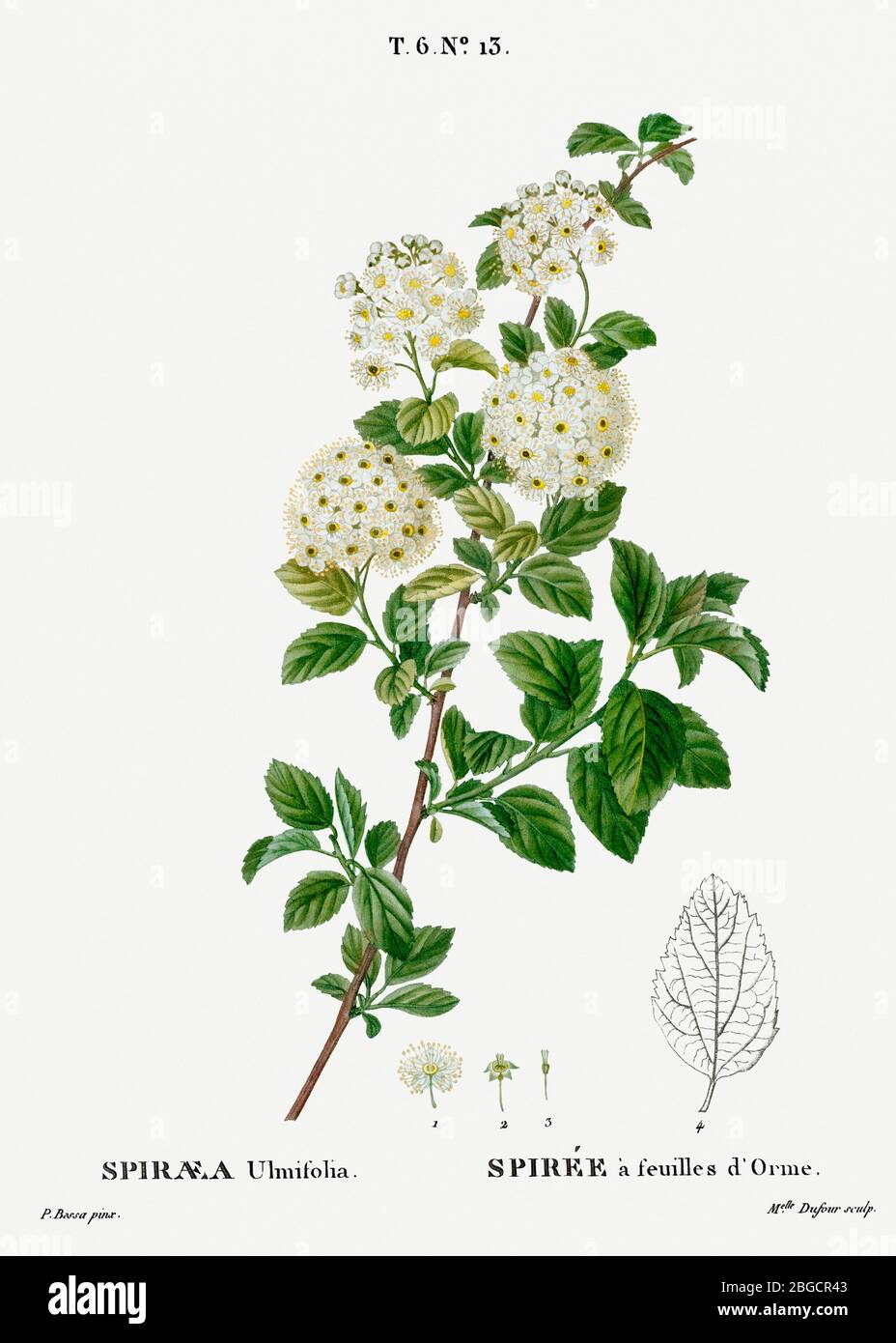 Spiraea Ulmifolia Stockfotos und -bilder Kaufen - Alamy