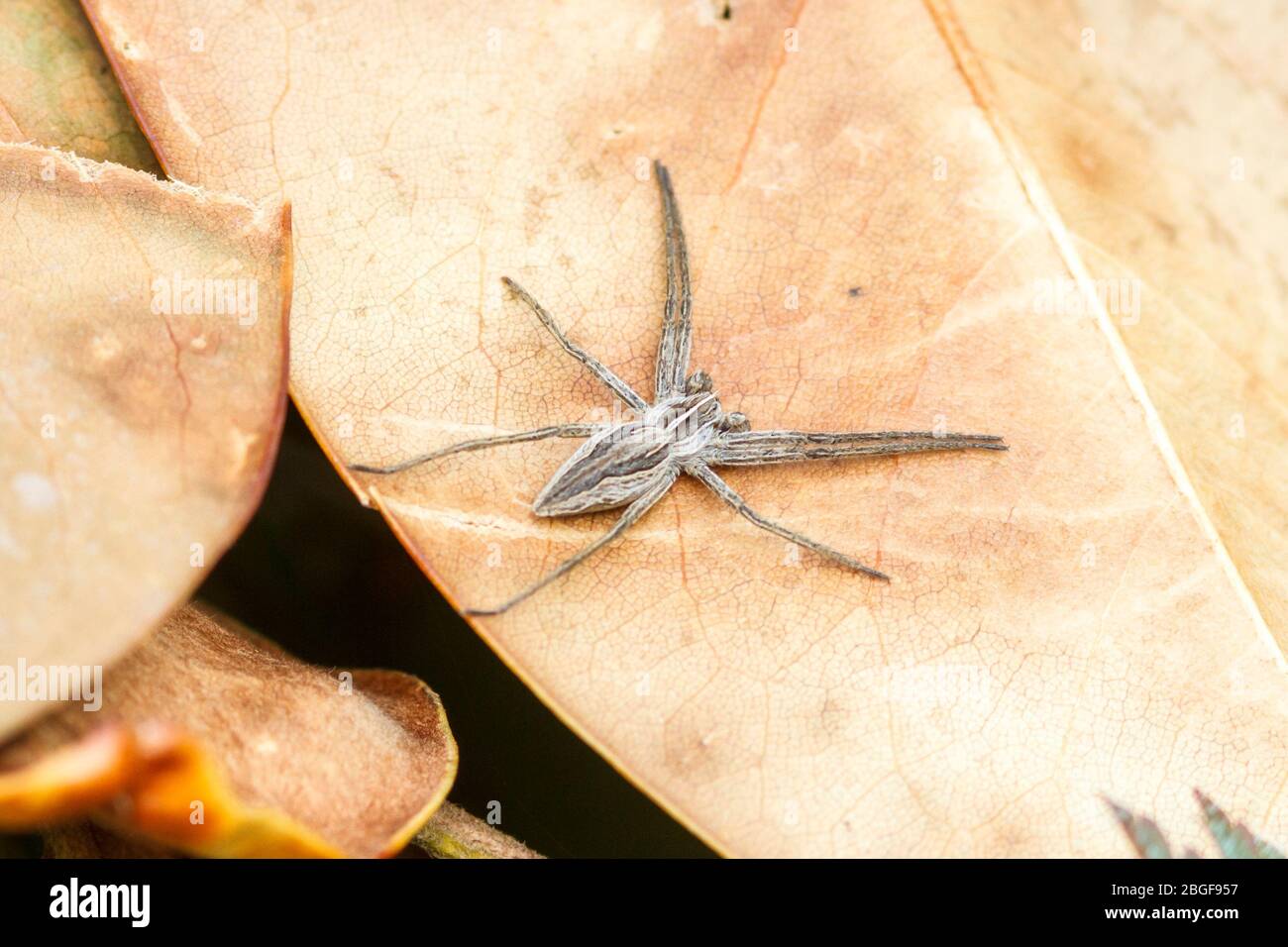 Baumspinnen pisaura mirabilis -Fotos und -Bildmaterial in hoher ...