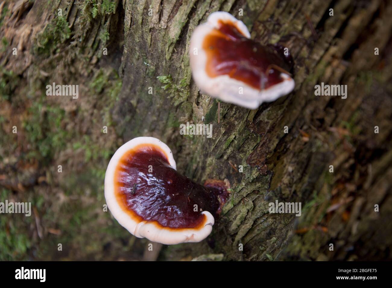 Baumpilze an Totholz im Baselbieter Jura, Schweiz Stockfotografie - Alamy