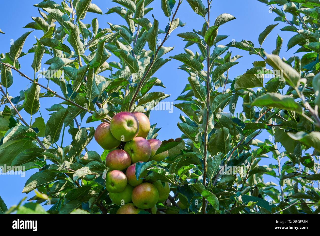 Aepfel im baum -Fotos und -Bildmaterial in hoher Auflösung – Alamy