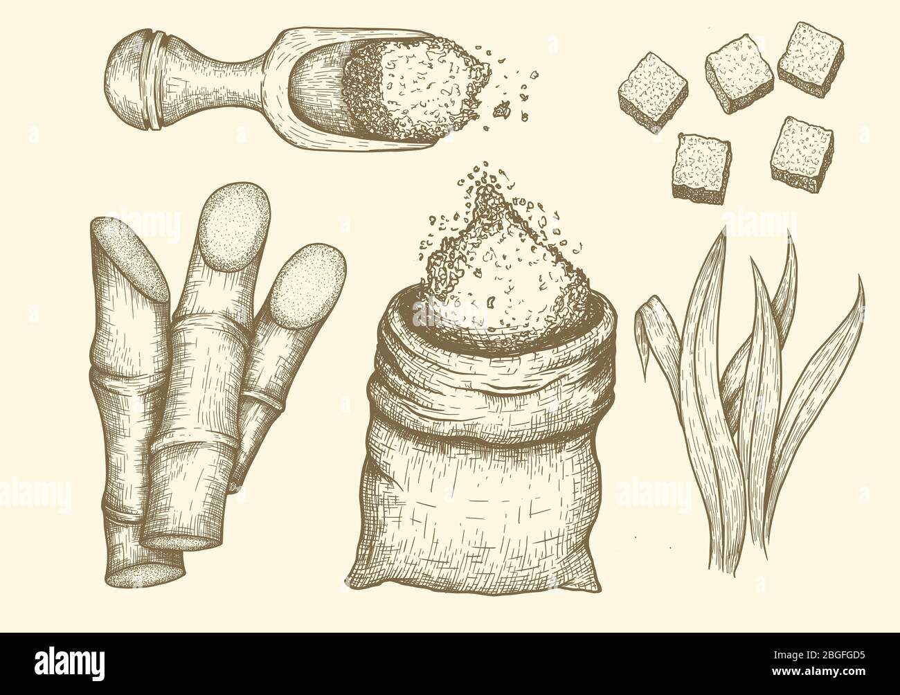 Sammlung von Zuckerrohr: Rohrzucker und Zuckerrohr. Vektor Hand ...