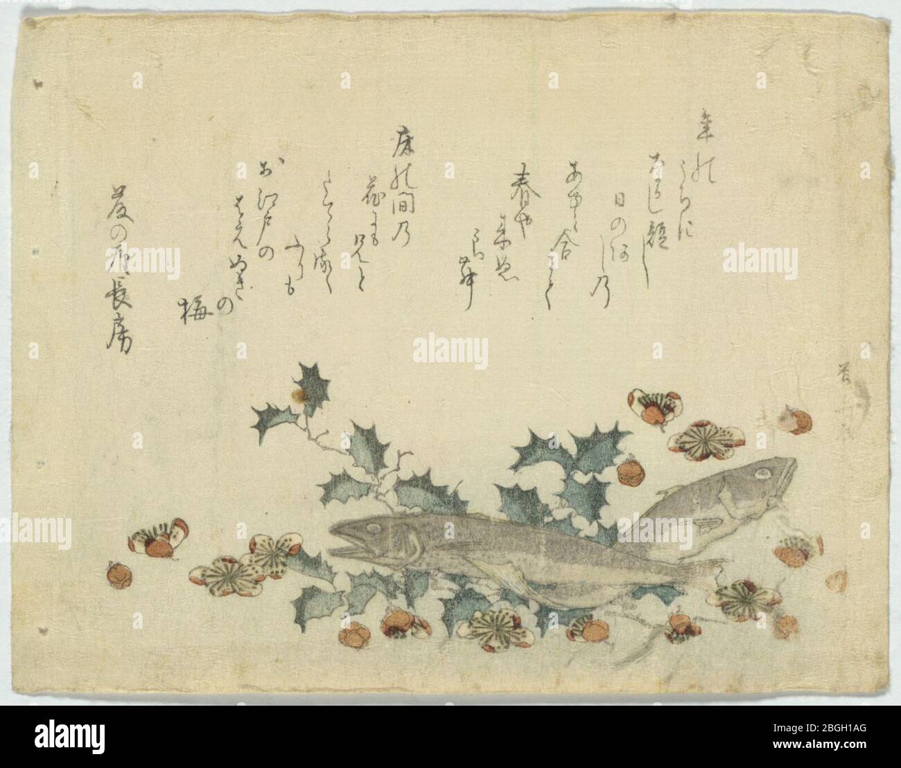 Hiiragi iwashi -Fotos und -Bildmaterial in hoher Auflösung – Alamy