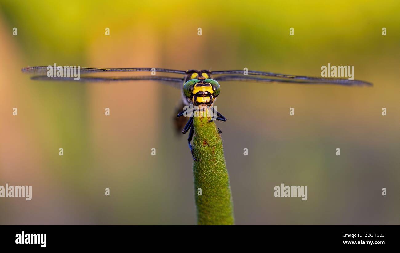 Beringte augen -Fotos und -Bildmaterial in hoher Auflösung – Alamy