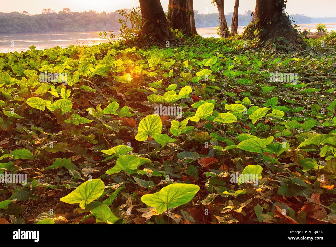 Gatagara ruanda zentralafrika Stockfotos und -bilder Kaufen - Alamy