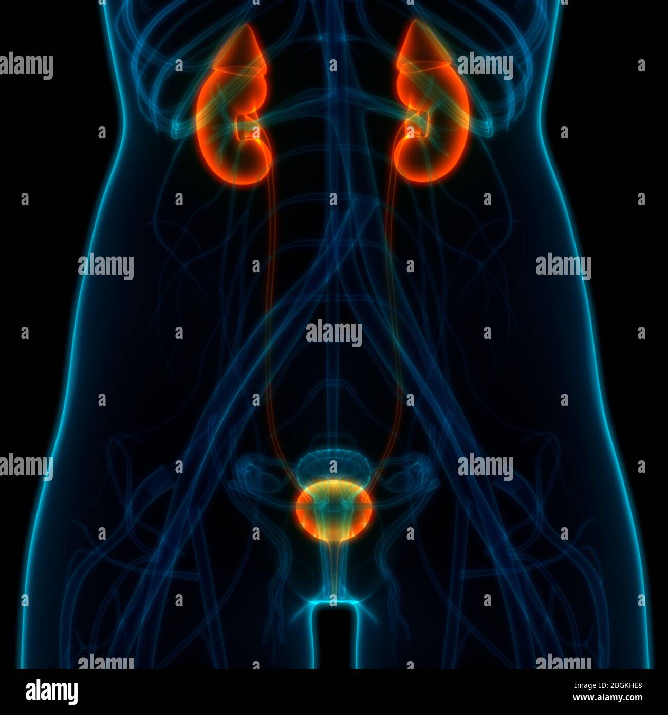 Anatomy male female urinary bladder -Fotos und -Bildmaterial in hoher ...