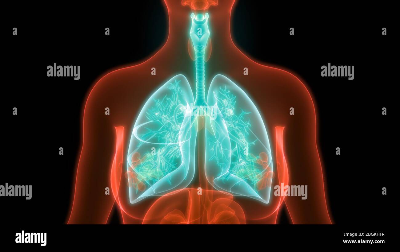 Menschliche Atmungssystem Lungen Anatomie Stockfotografie - Alamy