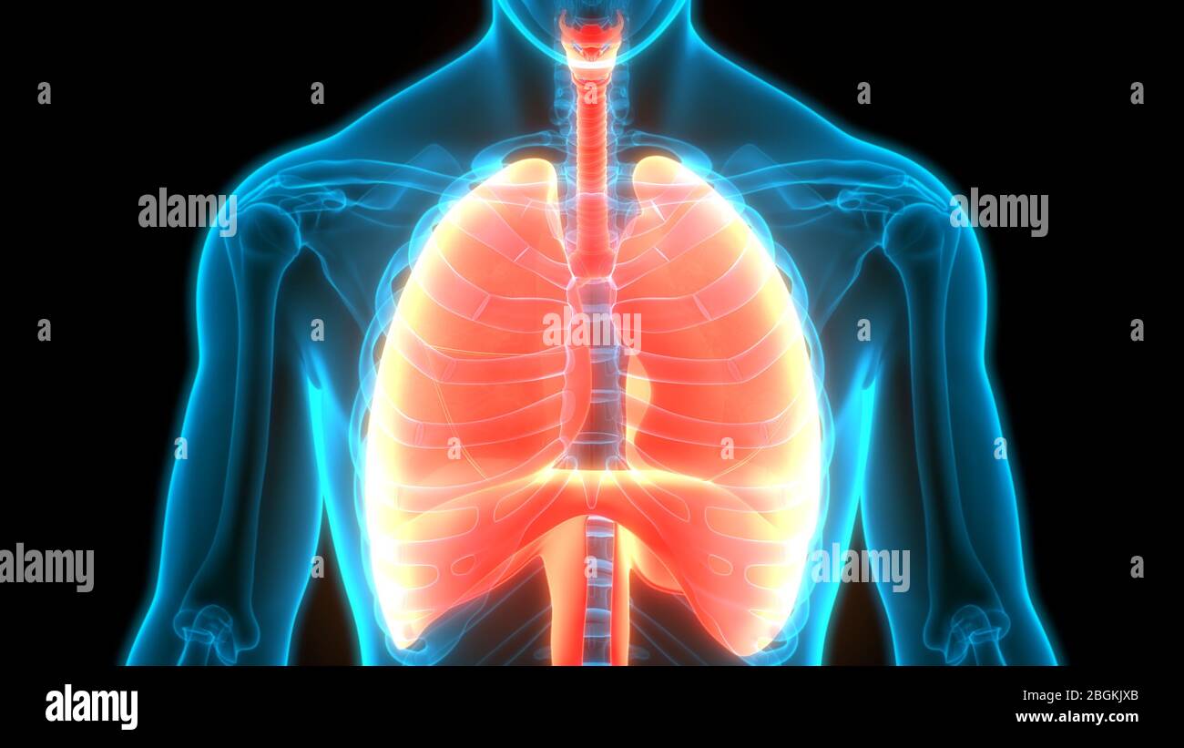 Human Respiratory System Lungen mit Alveoli Anatomie Stockfotografie ...