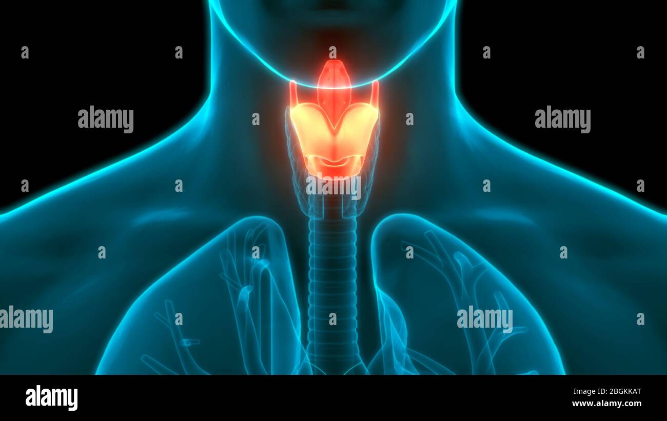 Menschliche Atmungssystem Kehlkopf und Rachen Anatomie Stockfotografie ...