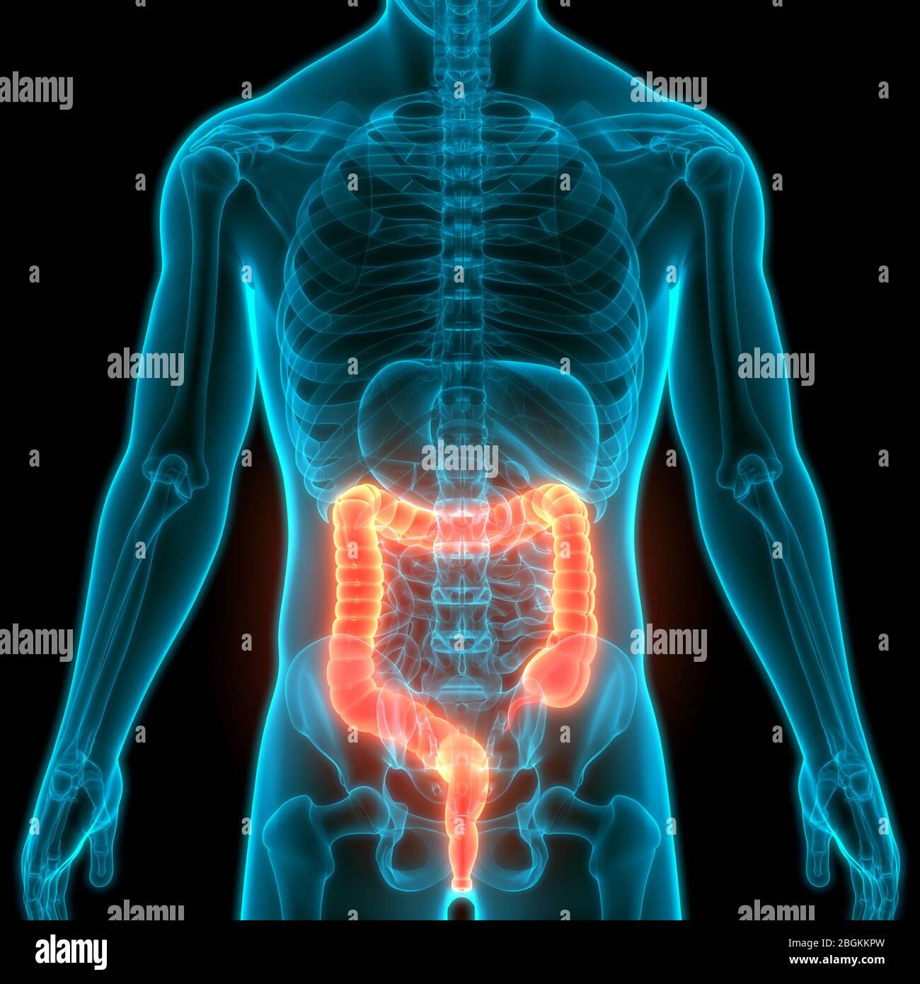 Menschliche Verdauungssystem Dickdarm Anatomie Stockfotografie - Alamy