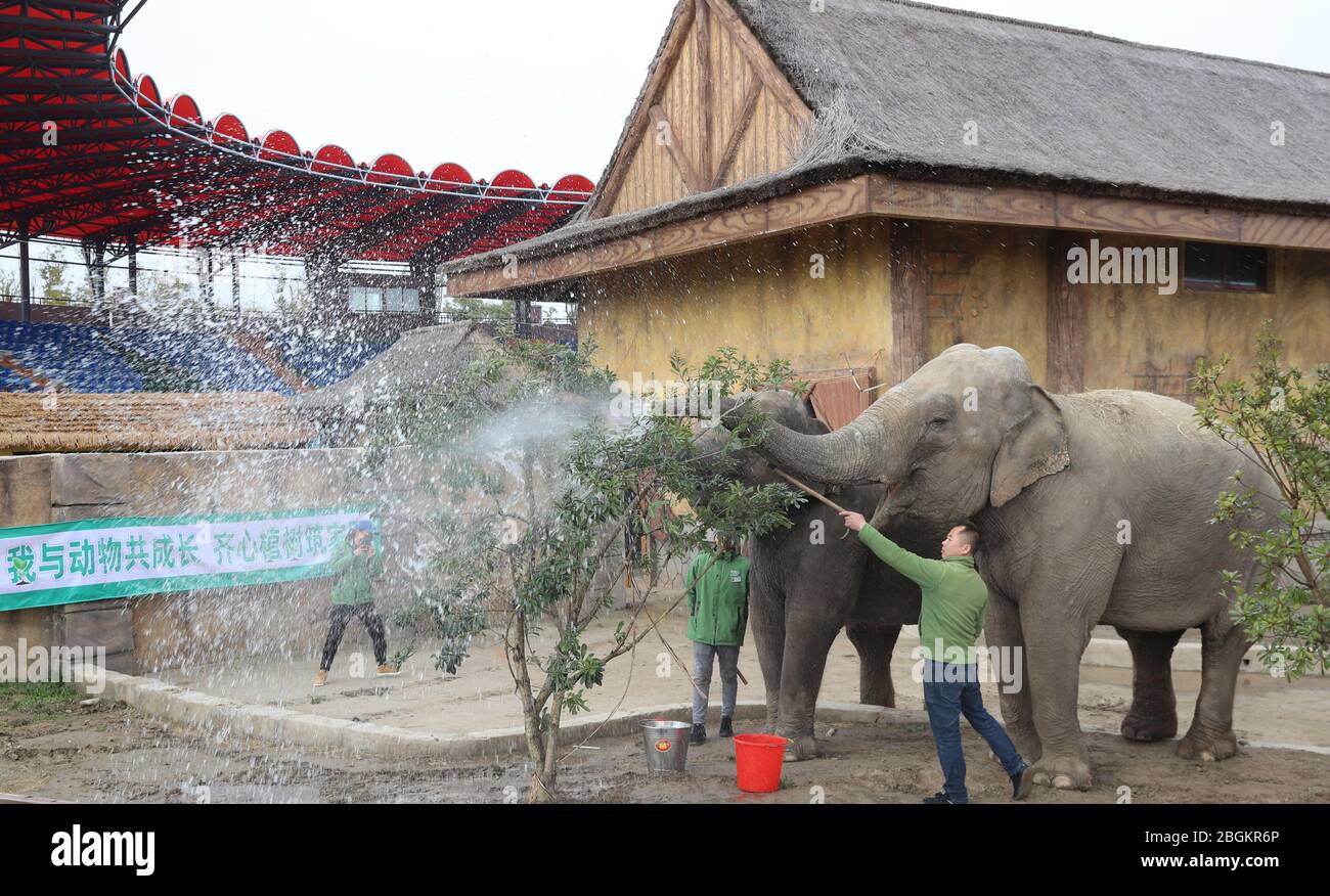 Zwei Elefanten gießen Bäume unter der Hilfe eines Zoomitarbeitern im ...