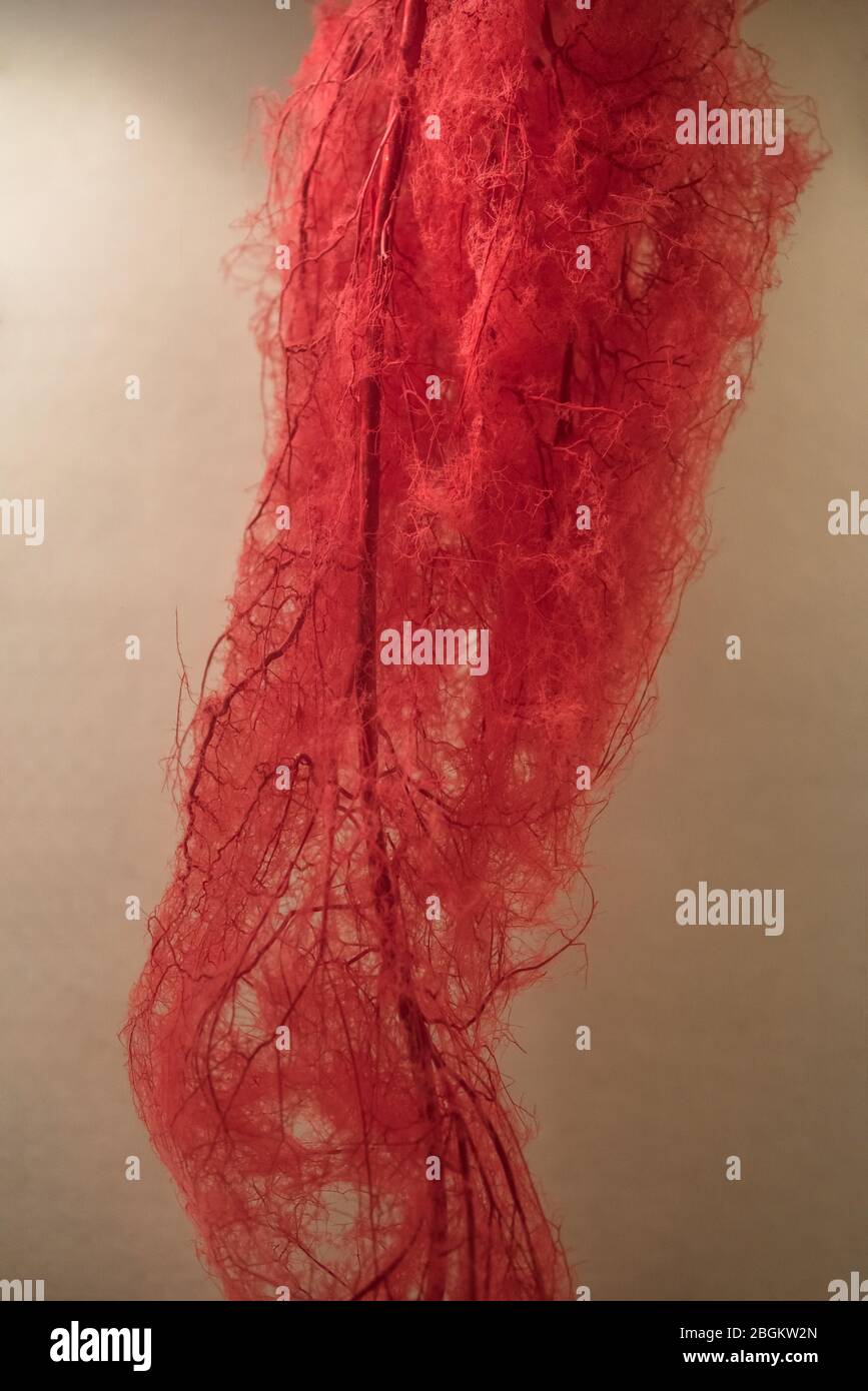 Menschliche beinvenen -Fotos und -Bildmaterial in hoher Auflösung – Alamy