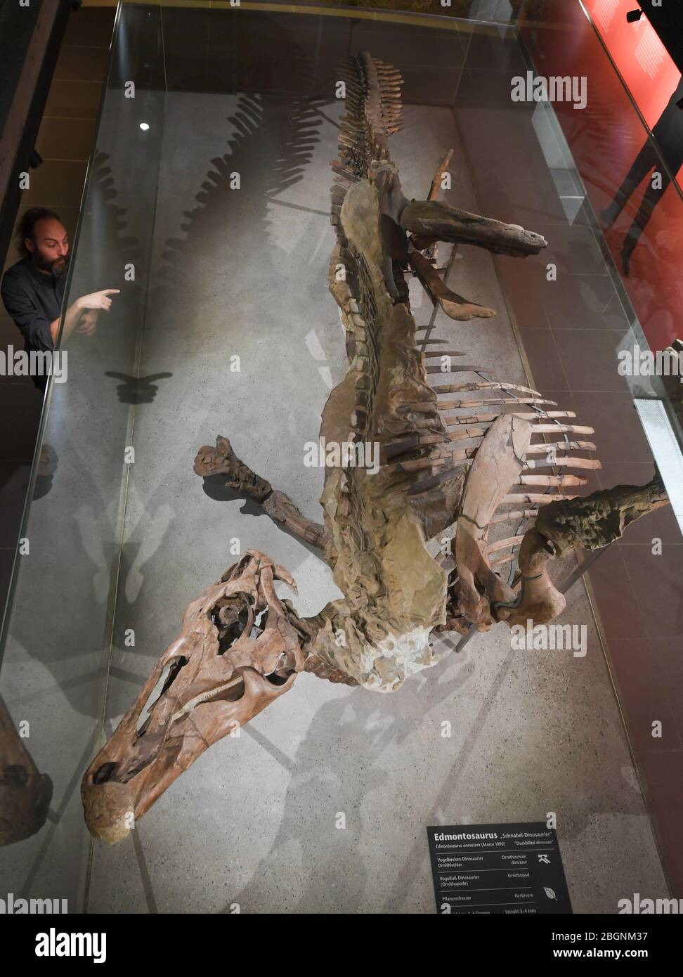 Edmontosaurus (edmontosaurus) -Fotos und -Bildmaterial in hoher ...