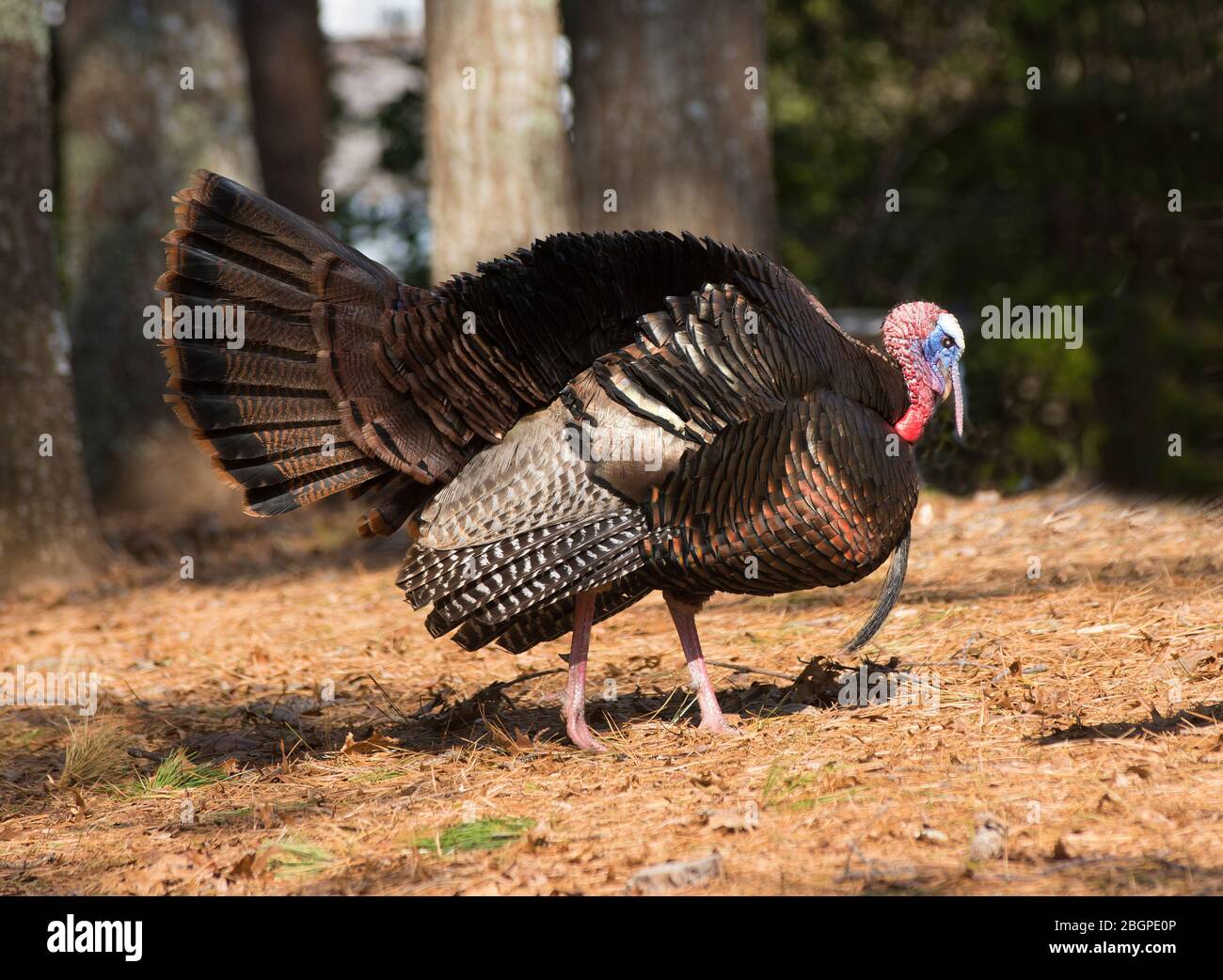 Tom puten -Fotos und -Bildmaterial in hoher Auflösung – Alamy