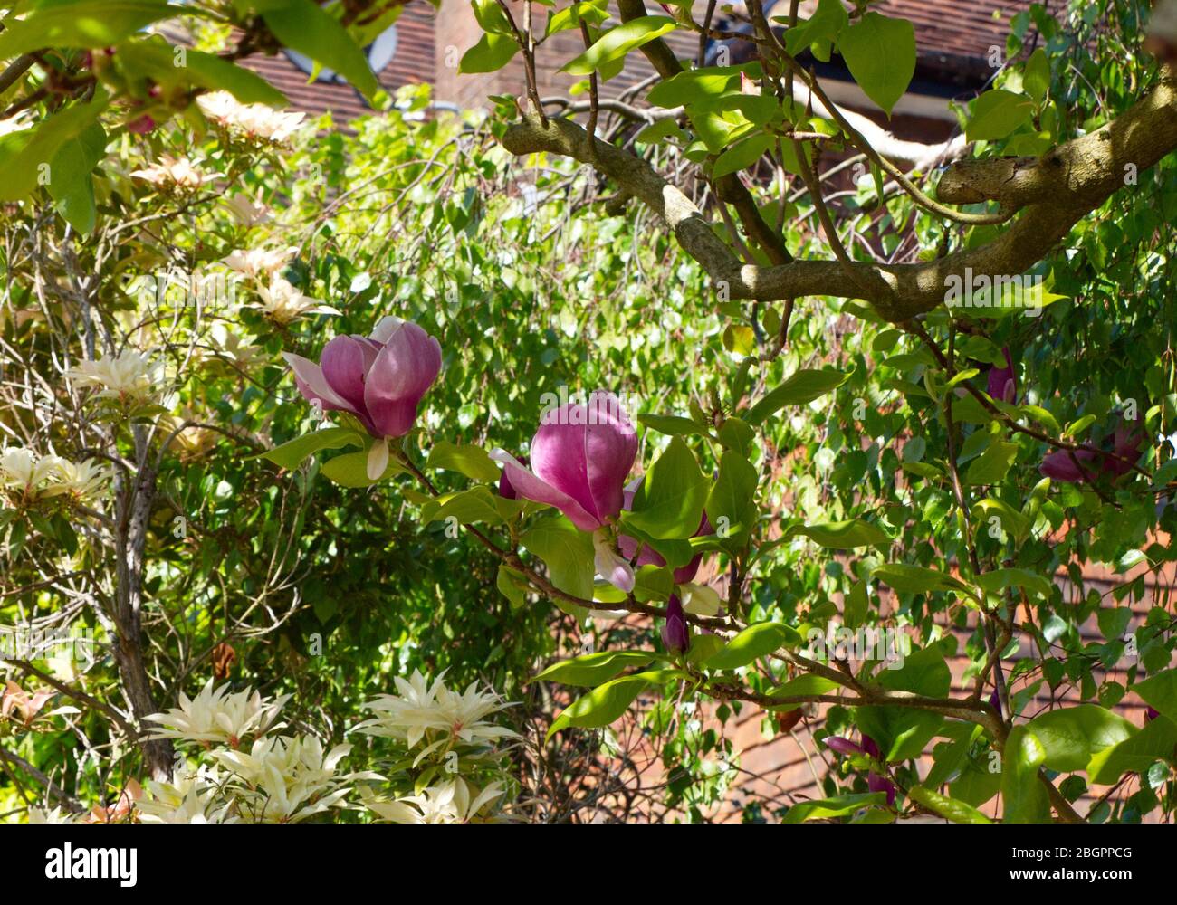 Magnolien Strauch Stockfotos und -bilder Kaufen - Alamy
