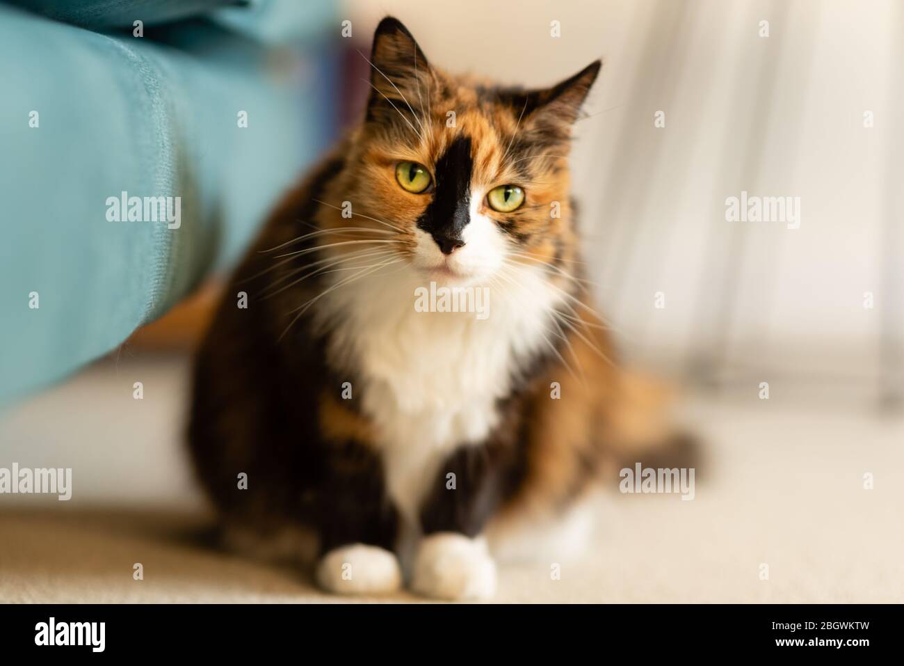 Lange haare kaliko katze sitzen -Fotos und -Bildmaterial in hoher ...