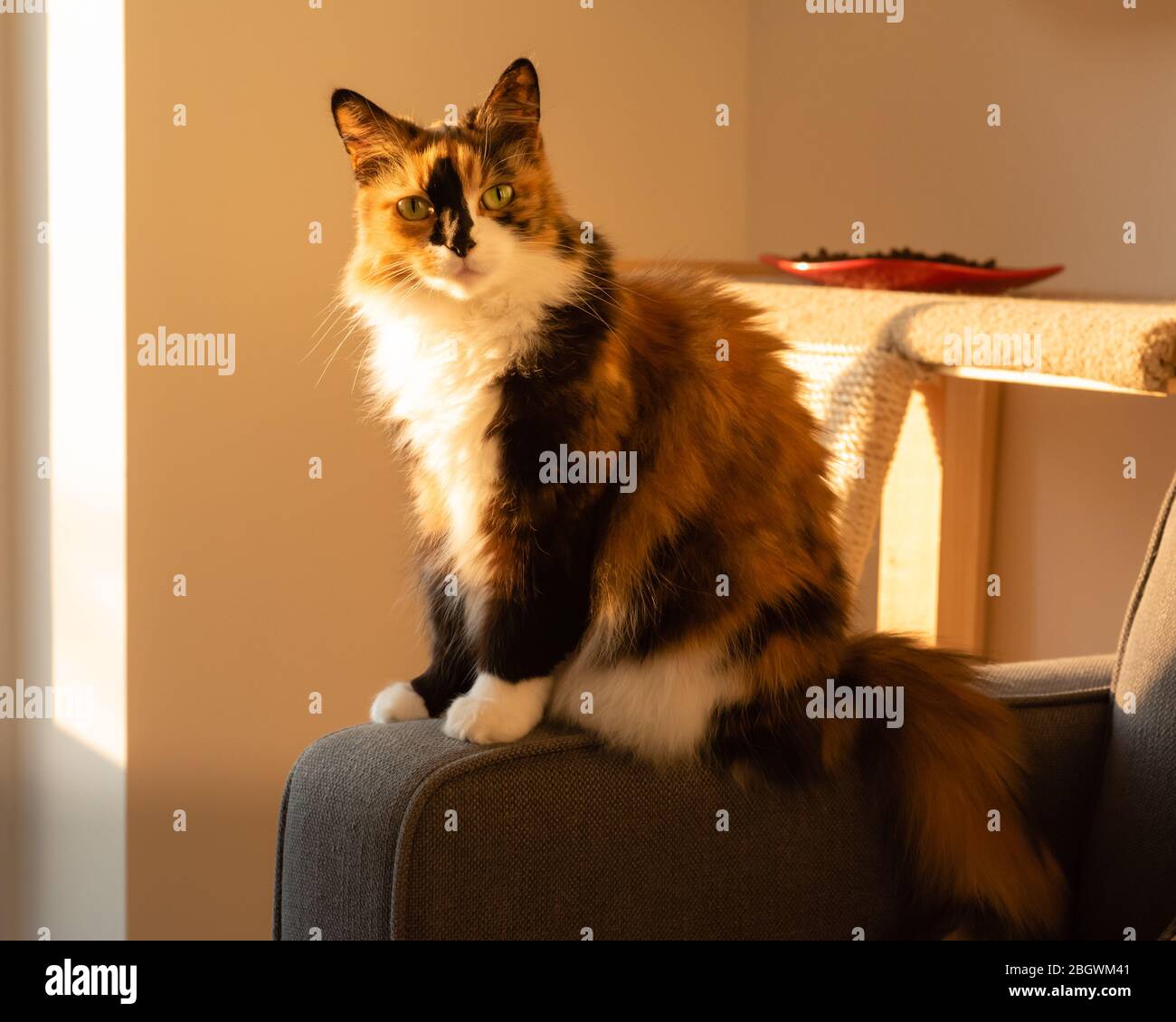 Lange haare kaliko katze -Fotos und -Bildmaterial in hoher Auflösung ...