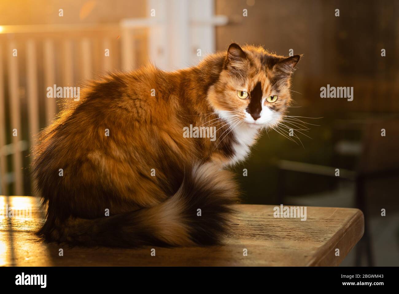 Lange Haare Kaliko Katze Sitzen Stockfotos und -bilder Kaufen - Alamy